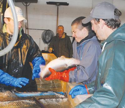 Making walleye babies for Iowa anglers | News | albianews.com