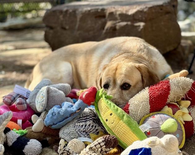 Dogs learn new words by eavesdropping on their owners | National ...