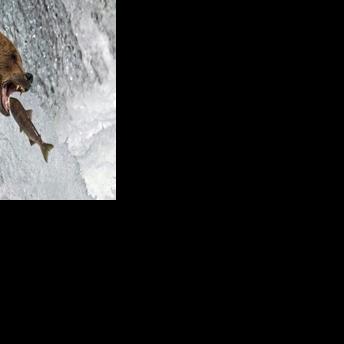 Chubby champ: Fat Bear Week crowns winner | National | albianews.com