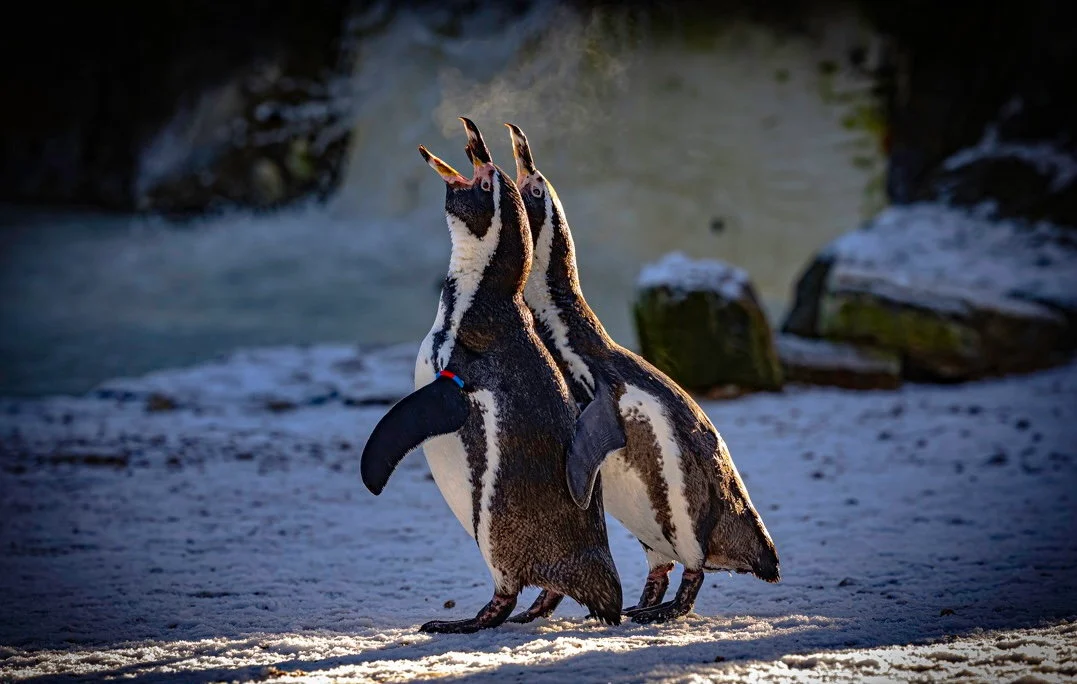 Penguins and baby rhinos enjoy first snow | National | albianews.com
