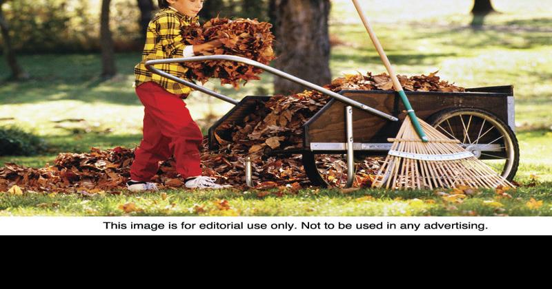 Creative ways to recycle fallen leaves | Local News | alliednews.com