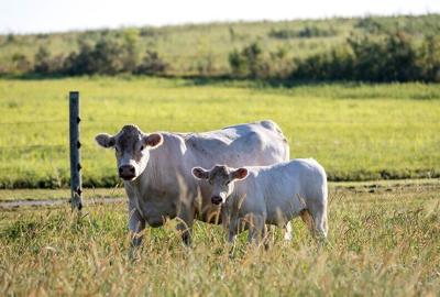 Culling numbers point to expansion likelihood | Agriculture ...