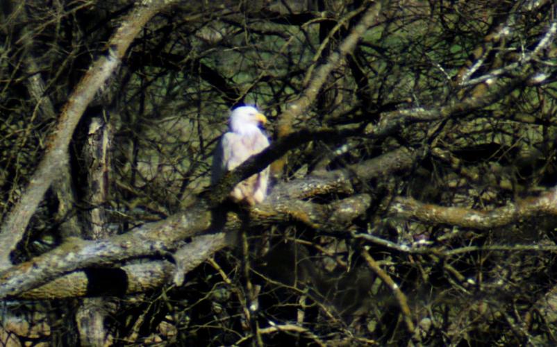 albino eagle