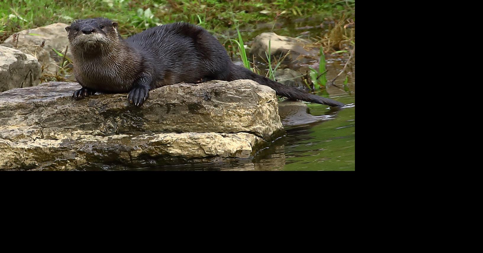 Patience – and a cooperating otter – win photography award | News ...