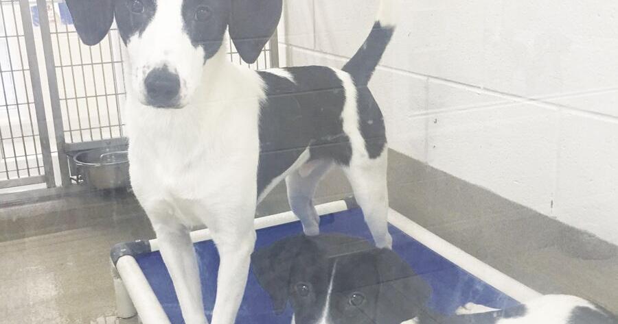 Pittsylvania Pet Center puts pets and people together | News ...