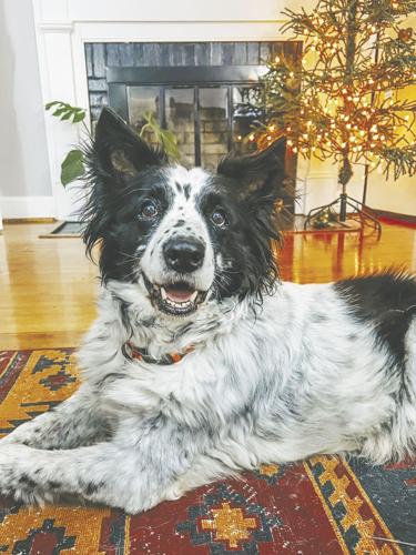 starry border collie