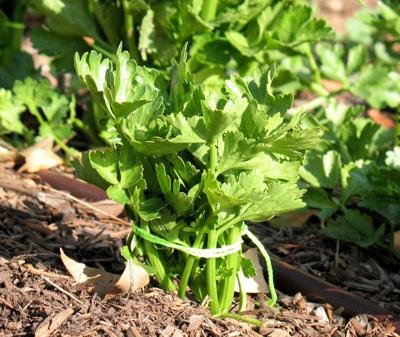 growing celery leaves