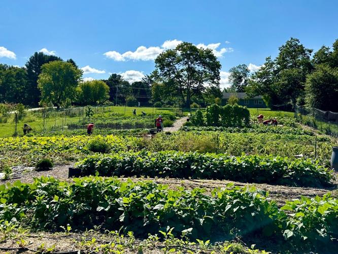 Giving Garden sees record-breaking harvest | Local News ...