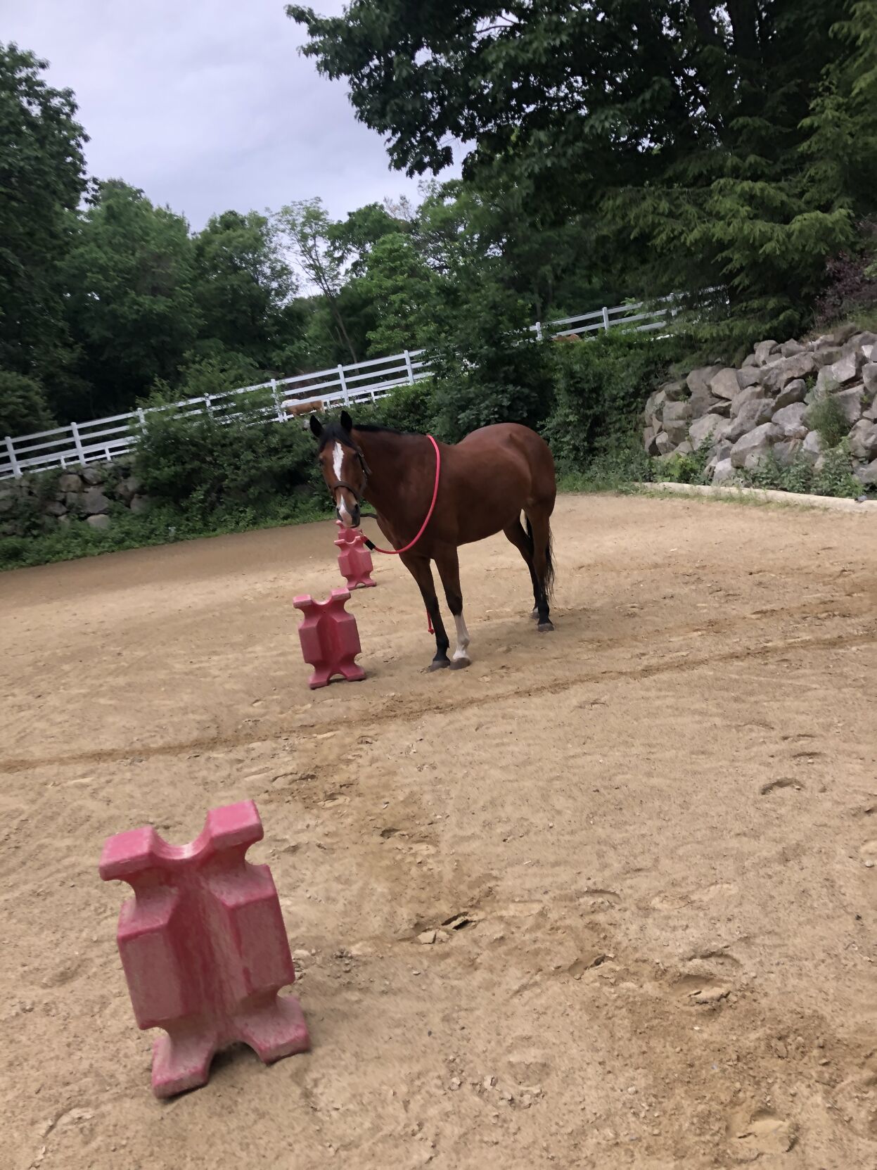 Horses return to Jenkins Road | News | andovertownsman.com