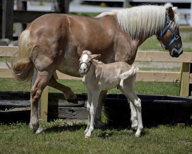 Newborn colt will help veterans adjust | News | andovertownsman.com