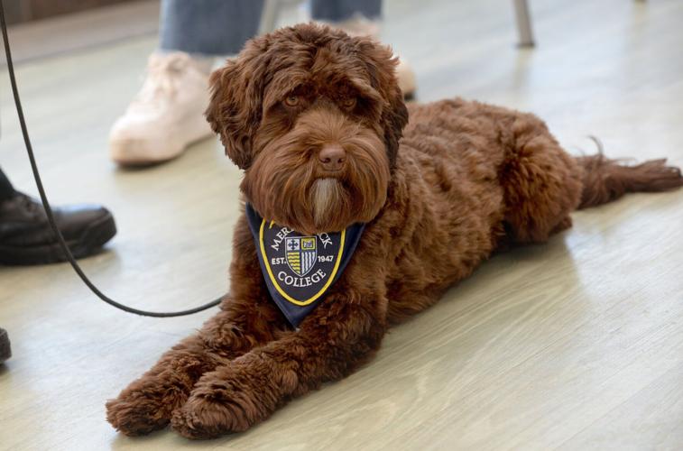 Therapy dog brings comfort to Merrimack College community | Education ...