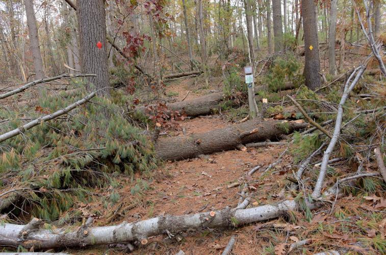 Andover trail cleanup could take years | News | andovertownsman.com