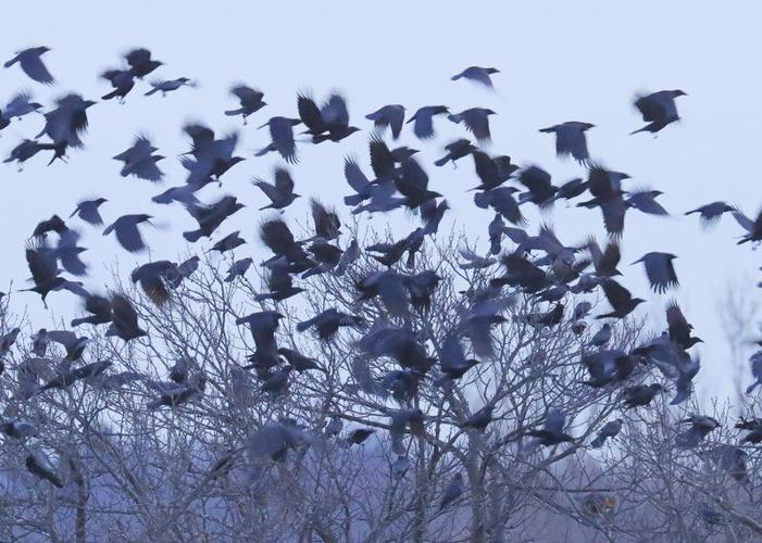 Artful crows | Lifestyles | andovertownsman.com