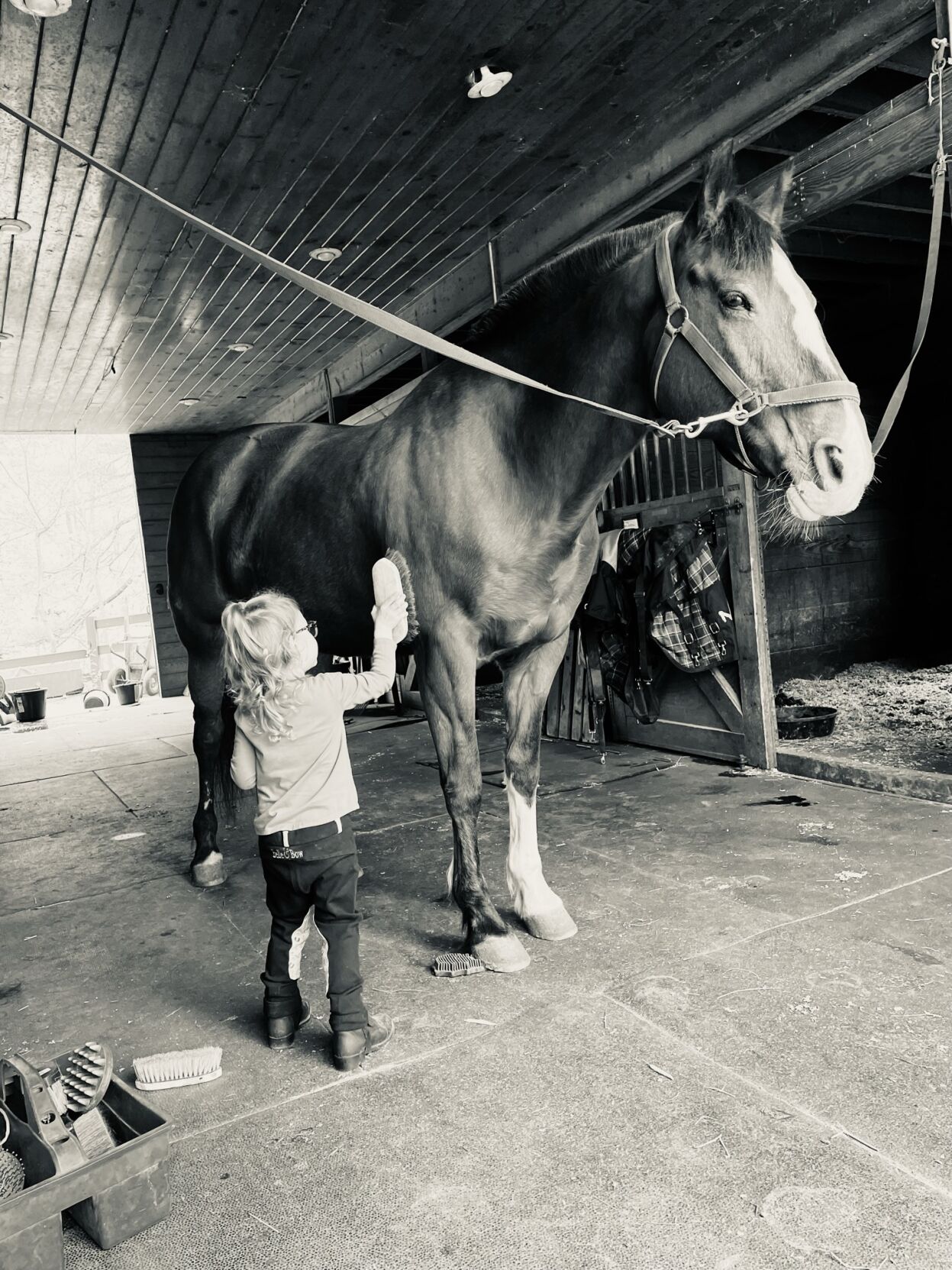 Horses return to Jenkins Road | News | andovertownsman.com