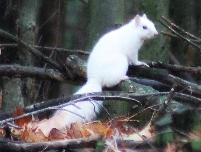 Not-so-secret squirrels take over the 'Vale | Local News ...