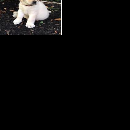 Puppy overdoses after ingesting opioid on morning walk | News ...