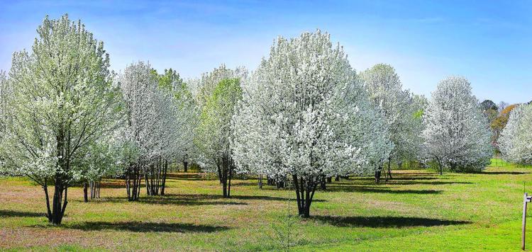 Think that field of flowering pear trees looks dreamy? It’s really a ...