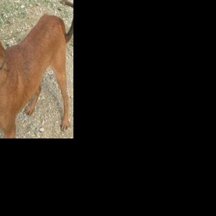 Anniston Animal Shelter: Cobbler | Features | annistonstar.com