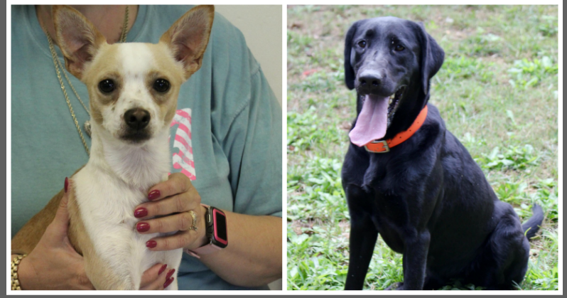 Timmy, Emma are Pets of Week from Pell City Animal Control Center | The ...