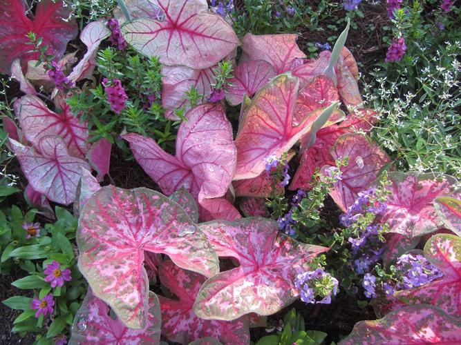 COLORS GONE WILD: With leaves like these, caladiums don’t need flowers ...