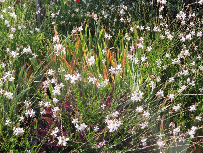 Sherry Blanton: Working hard to maintain a garden is worth it when the ...