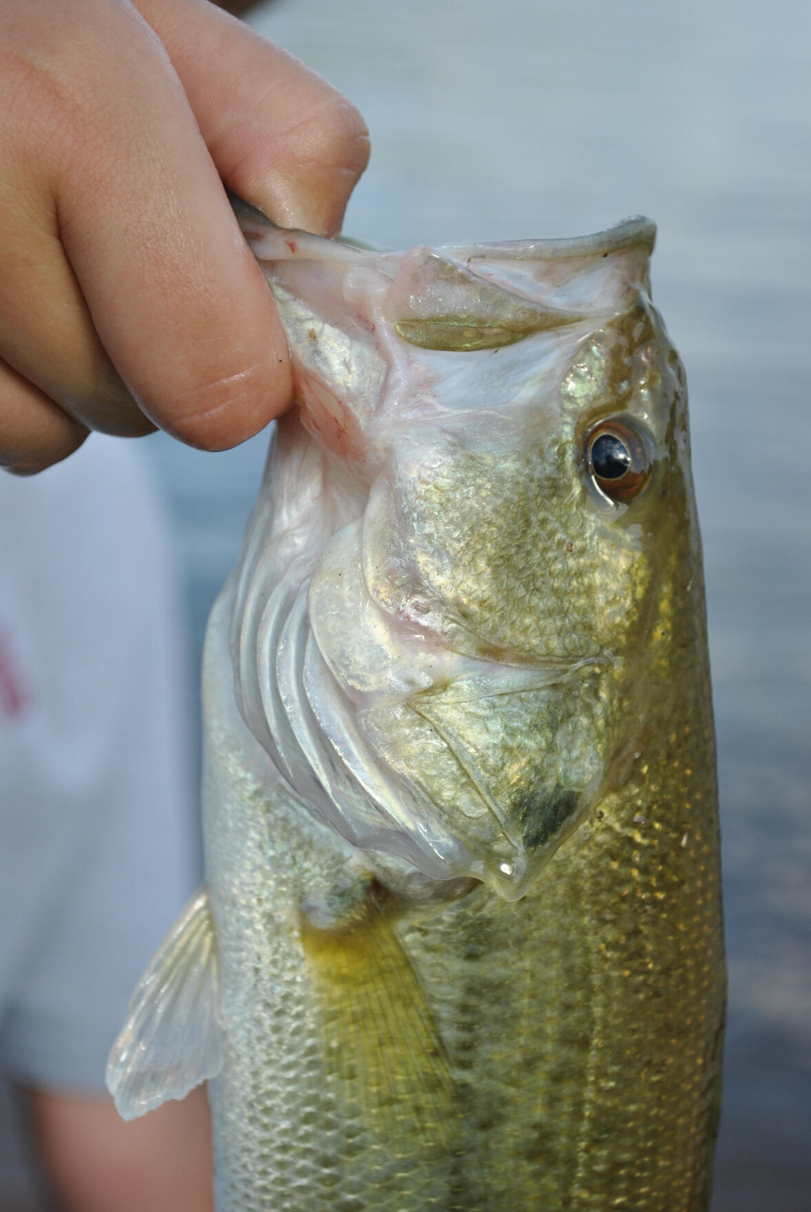 Springville approves sponsorship for Swim Guide | The St. Clair Times ...