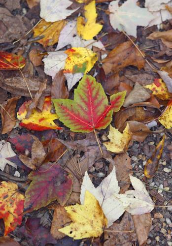 Fall Color Scenes from Anniston Star Photographers | Slideshows ...