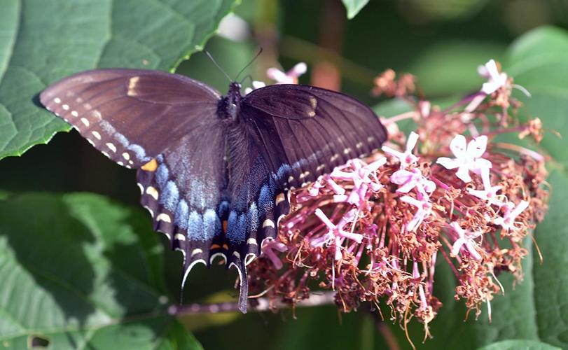 THE PLANT DETECTIVE: In search of rare species, she roams the back ...