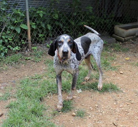 Pets of the Week: Meet Howlin Howard, Kate | The Daily Home ...