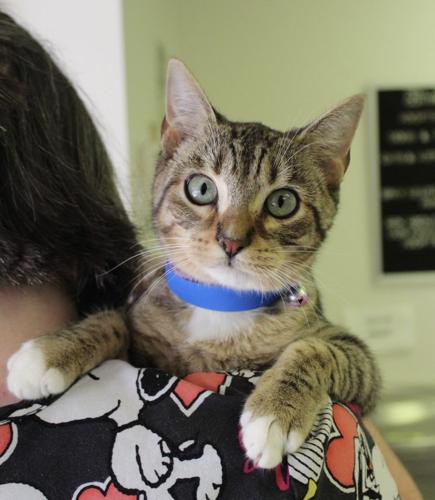 Pets of the Week: Meet Howlin Howard, Kate | The Daily Home ...