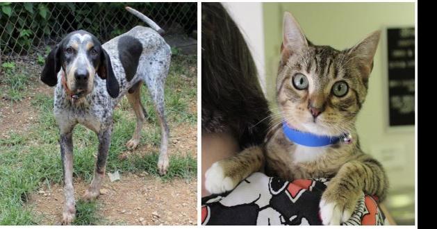 Pets of the Week: Meet Howlin Howard, Kate | The Daily Home ...