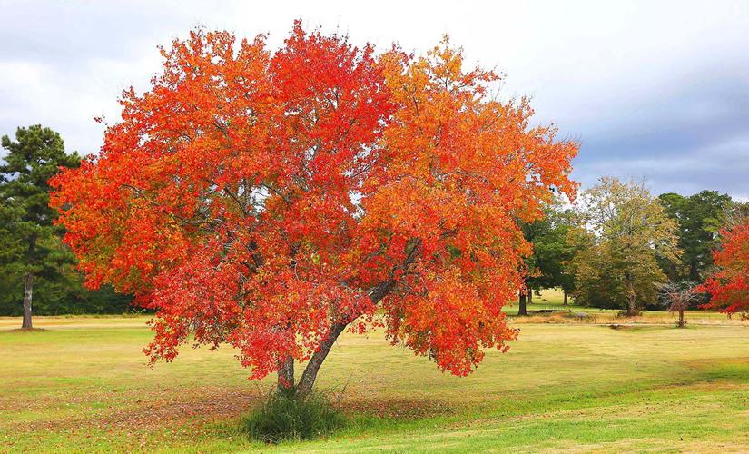 Fall Color Scenes from Anniston Star Photographers | Slideshows ...
