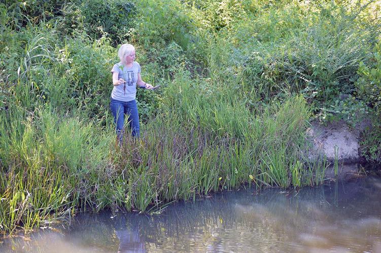 THE PLANT DETECTIVE: In search of rare species, she roams the back ...