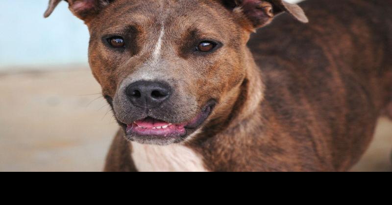 Anniston Animal Shelter: Bonnie | Community | annistonstar.com