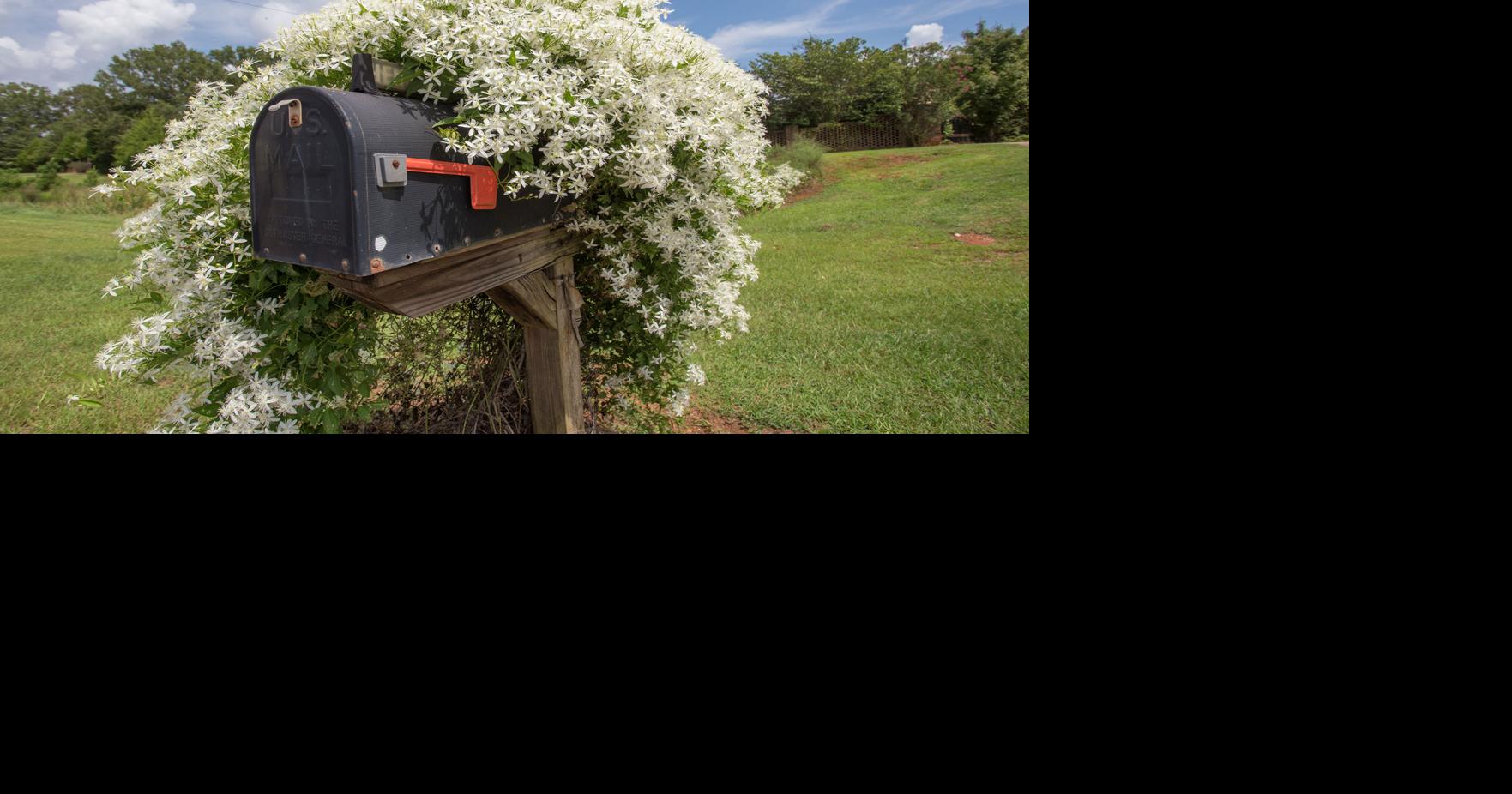 Brett Buckner: Miley becomes a cartoon cliché | Brett Buckner | annistonstar.com