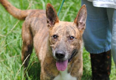 Anniston Animal Shelter: Buzz | Community | annistonstar.com