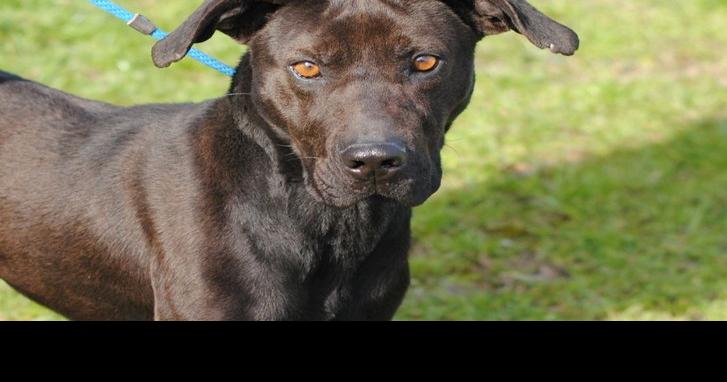 Anniston Animal Shelter: Parker | Community | annistonstar.com