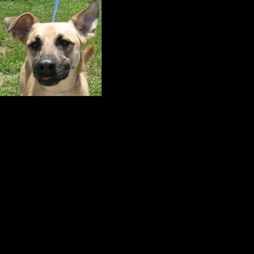 Anniston Animal Shelter: Fern | Features | annistonstar.com