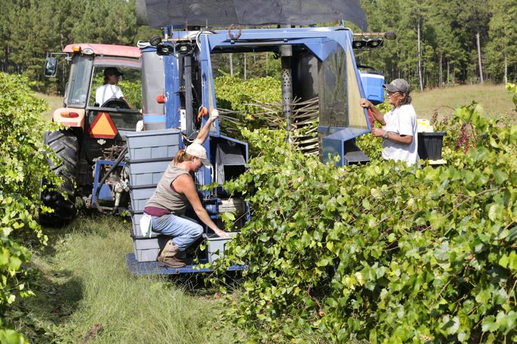 PHOTOS: How Fruithurst Winery Co. makes muscadine wine | Features ...