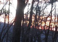 Hunting deer during the rut and pre-rut in Alabama | News ...