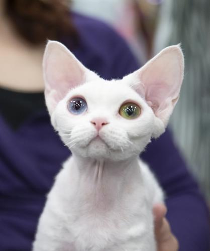 Photo Gallery: Alabama Paws and Claws cat competition | Slideshows ...