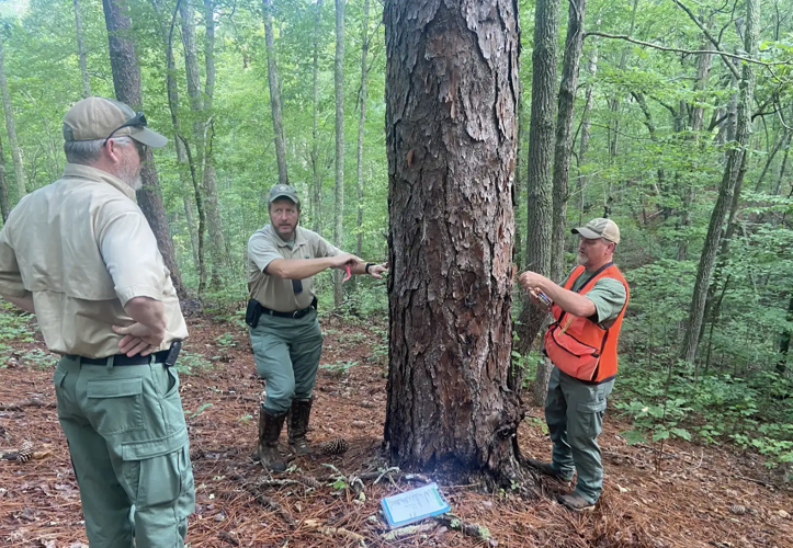 Mountain Longleaf National Wildlife Refuge protects old growth forests ...