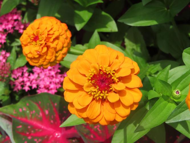 Looking back on this summer in the garden, and taking steps to prepare ...