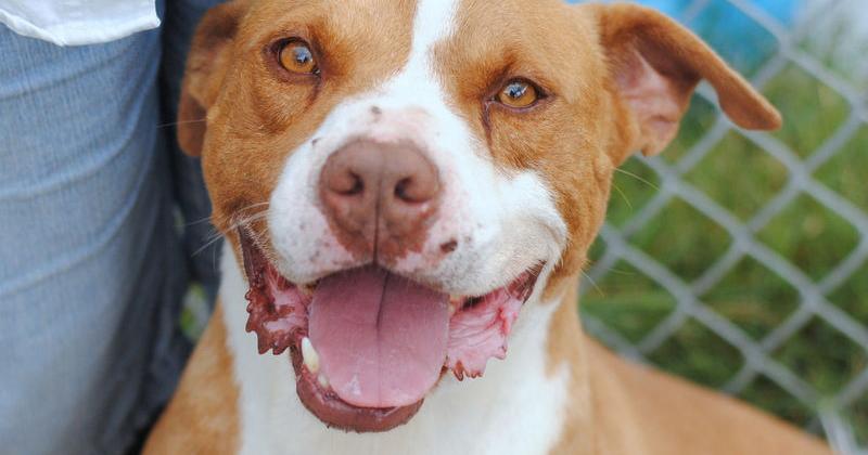 Anniston Animal Shelter: Roger | Community | annistonstar.com