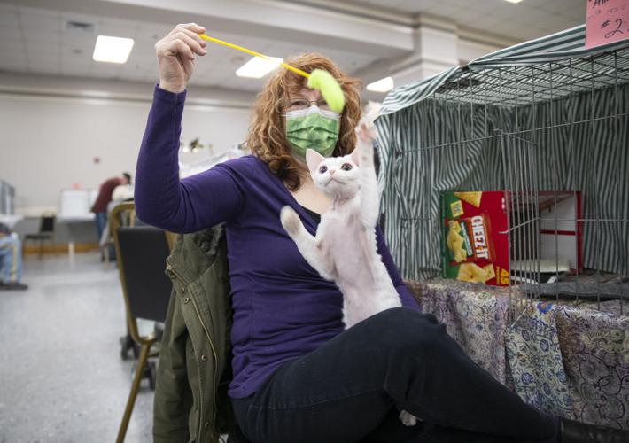 Photo Gallery: Alabama Paws and Claws cat competition | Slideshows ...