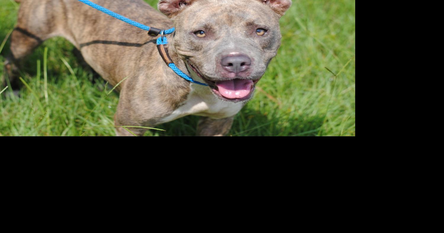 Anniston Animal Shelter: Odyssey | Community | annistonstar.com