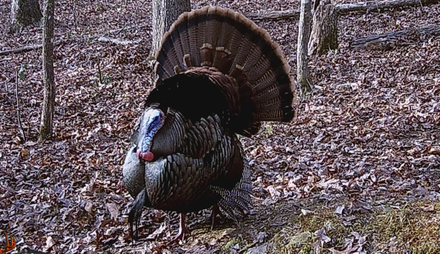 Remembering an adventure during turkey season | News | annistonstar.com