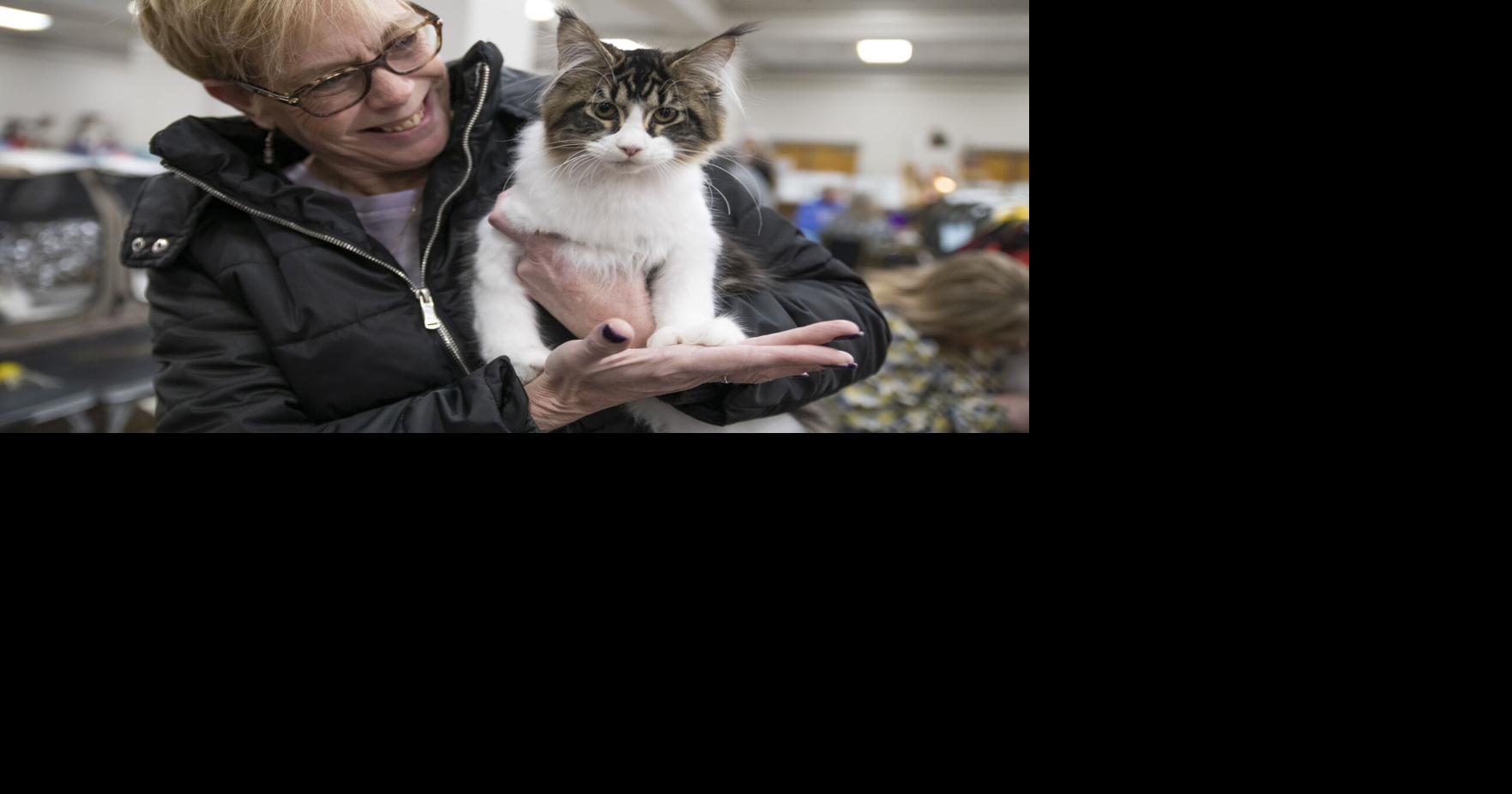 Photo Gallery: Alabama Paws and Claws cat competition | Slideshows ...