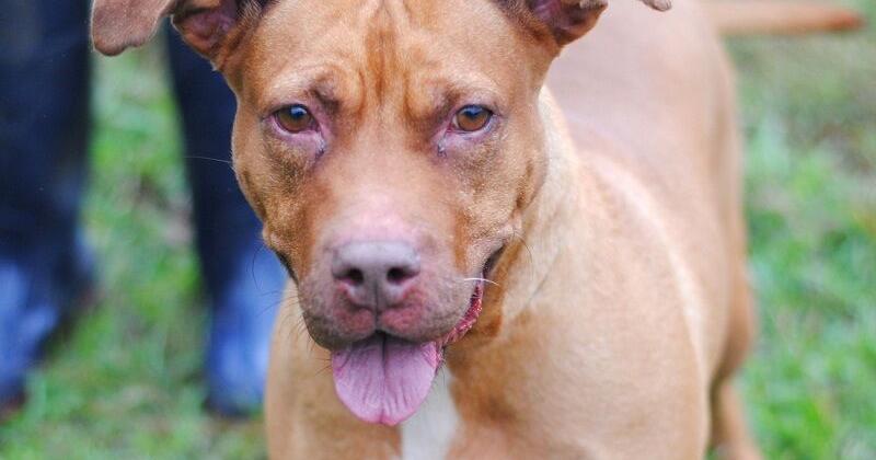 Anniston Animal Shelter: Robin | Community | annistonstar.com