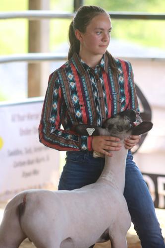 Lamb care focus of youngsters’ show | News | annistonstar.com